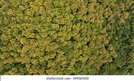 Forest Trees Top View Texture Background Stock Photo 699365503 ...