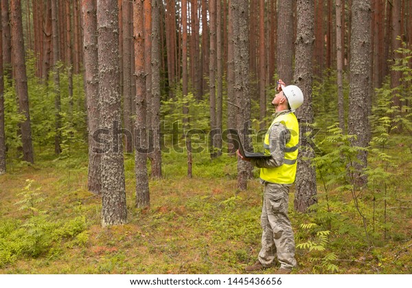 Forestry Engineer Works Computer Pine Forest Stock Photo 1445436656 ...