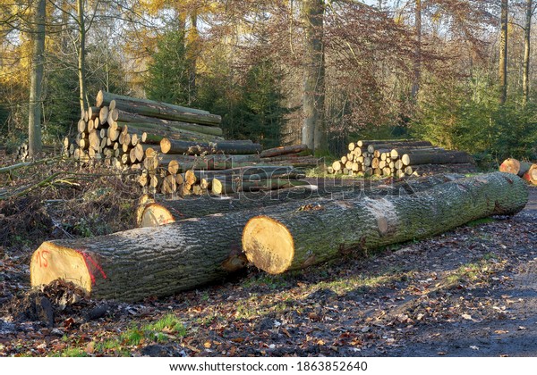 54,899 Oak Logs Stock Photos, Images & Photography | Shutterstock