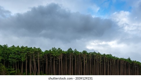 3,059 Problems forestry Images, Stock Photos & Vectors | Shutterstock