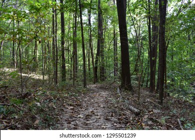 Foresttype Background Images Stock Photo 1295501239 | Shutterstock