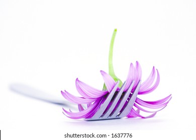 Fork Daisy On White Background Sample Stock Photo 34692076 | Shutterstock