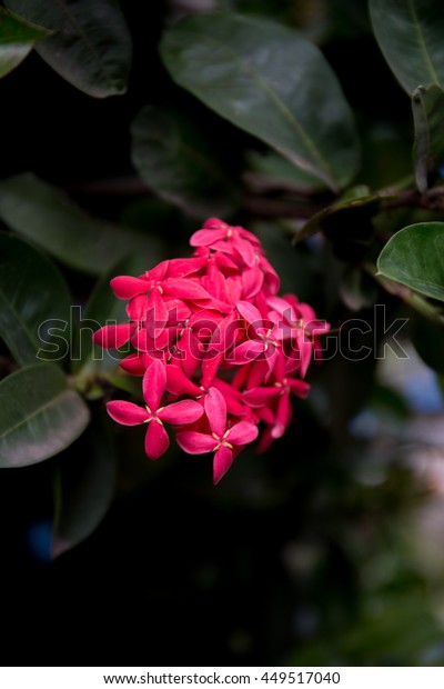 Form Nature Stock Photo 449517040 | Shutterstock