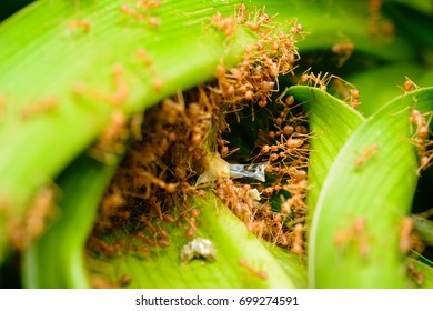 Formicidae Stock Photo 699274591 | Shutterstock