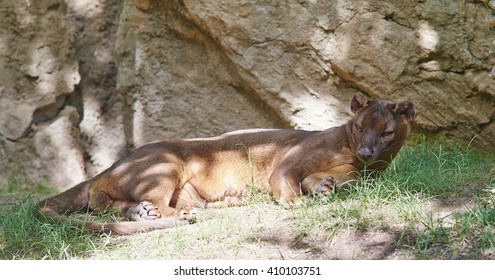 33 Angry fossa 이미지, 스톡 사진 및 벡터 | Shutterstock