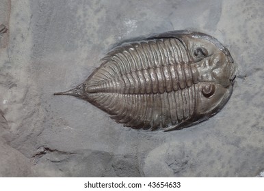 229 Ancient Bug Fossil Images, Stock Photos & Vectors | Shutterstock