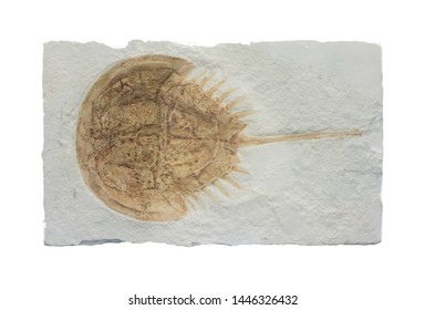 Fossil Fish Embedded Within Slab Rock Stock Photo 1446326432 | Shutterstock