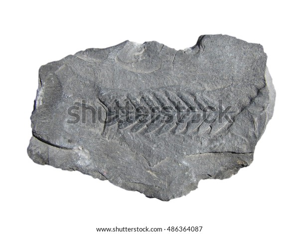 Fossil Leaf Coal Stock Photo (Edit Now) 486364087