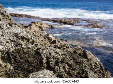262 Coral Outcrops Images, Stock Photos & Vectors | Shutterstock