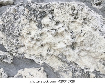 Fossil Seashells Limestone Stock Photo 429345928 | Shutterstock
