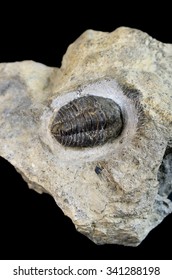 Fossil Trilobite Rock Stock Photo (Edit Now) 341288198
