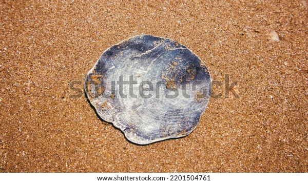 Fossilized Fish Scale Has Been Spotted Stock Photo 2201504761 ...
