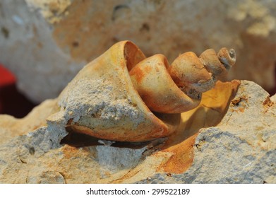 65 Helical scale Images, Stock Photos & Vectors | Shutterstock