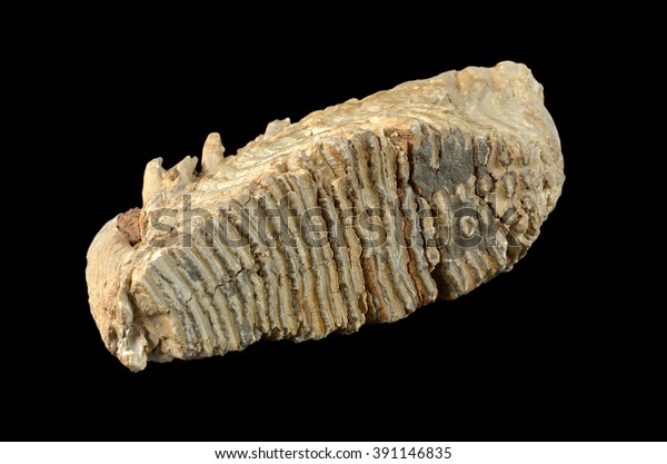 Fossilized Mammoth Tooth Stock Photo (Edit Now) 391146835