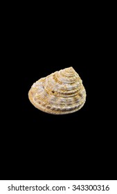 176 Neogene Period Images, Stock Photos & Vectors | Shutterstock