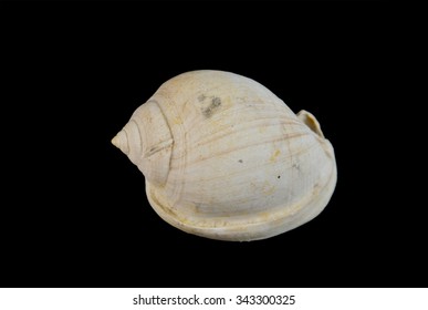 Prosobranchia Images, Stock Photos & Vectors | Shutterstock