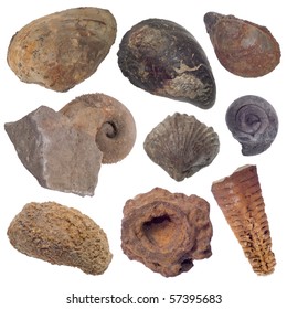 Fossils Stock Photo 57395683 | Shutterstock