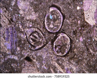 Fossils Under Microscope Stock Photo 758919325 | Shutterstock