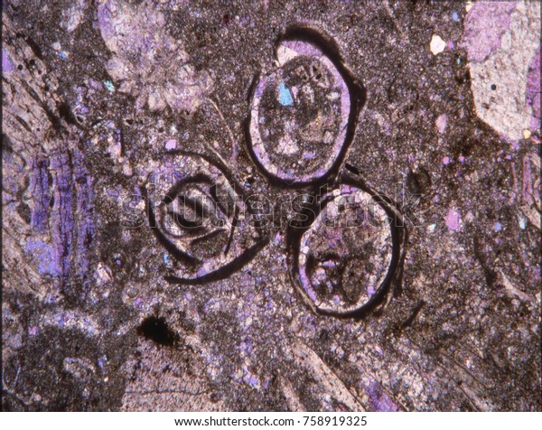 Fossils Under Microscope Stock Photo 758919325 | Shutterstock