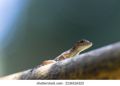 Foto Lizard Seen Below Dramatic Lighting Stock Photo 2136526323 ...