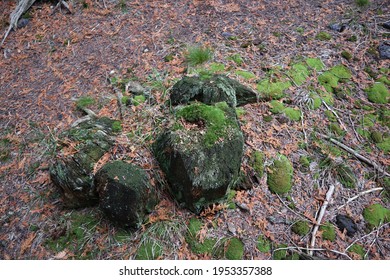 Found Objects Scenes Private Forest Stock Photo 1953357388 | Shutterstock