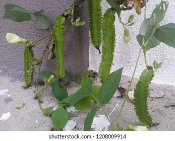 1.154 afbeeldingen voor Four angled bean: afbeeldingen, stockfoto‘s en ...