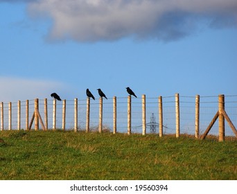 5,804 Crow on a fence Images, Stock Photos & Vectors | Shutterstock