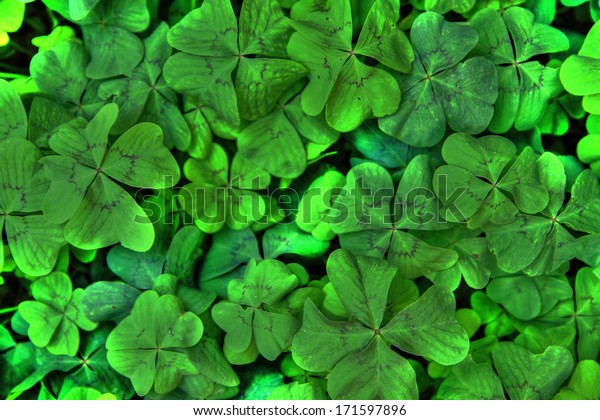 Four Leaf Background Stock Photo 171597896 | Shutterstock