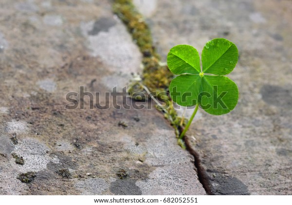 Four Leaf Clover Growing Split Between Stock Photo 682052551 | Shutterstock