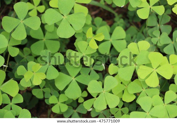 Four Leaf Lobes Stock Photo 475771009 | Shutterstock
