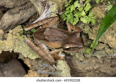 Four Lined Tree Frog Stock Photo 691902328 | Shutterstock