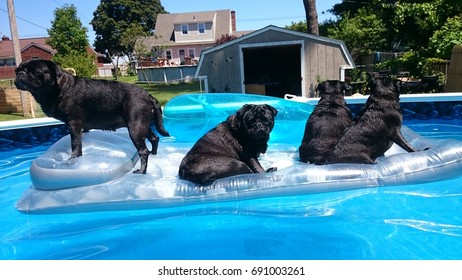 630 Pug pool Images, Stock Photos & Vectors | Shutterstock