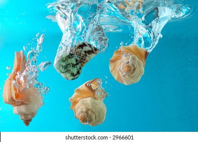 Four Seashells Falling Into Clear Water Stock Photo 2966601 | Shutterstock