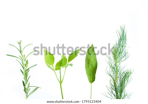 Four Tiny Twigs Aromatic Plants Isolated Stock Photo 1793123404 ...