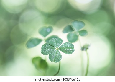 40,216 Four leaf trees Images, Stock Photos & Vectors | Shutterstock