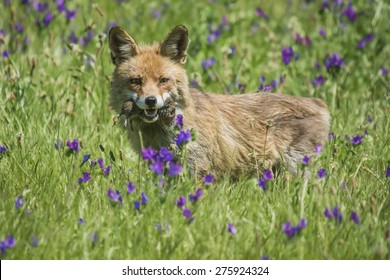 4,624 Fox chicken Images, Stock Photos & Vectors | Shutterstock