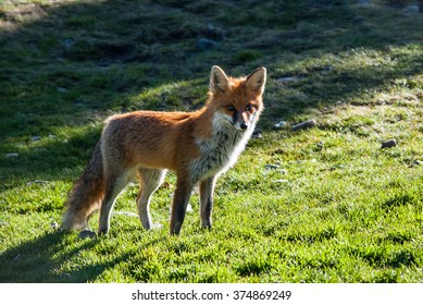 566 Swift Fox Images, Stock Photos & Vectors | Shutterstock