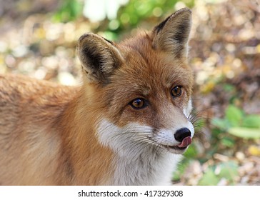 Tattletale Images, Stock Photos & Vectors | Shutterstock