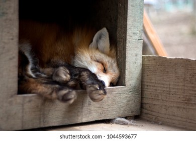Fox Box Stock Photo 1044593677 | Shutterstock