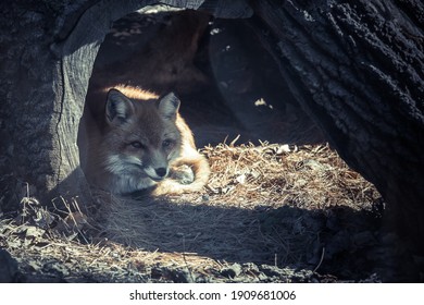 1,558 Fox cave Images, Stock Photos & Vectors | Shutterstock