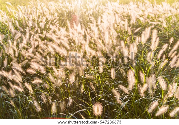 Foxtail Stock Photo (Edit Now) 547236673