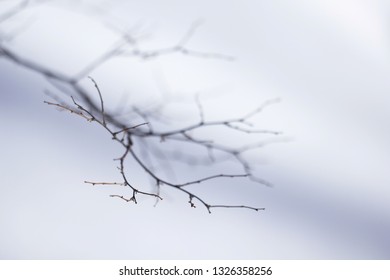 Fragile Subtle Branch Tree Without Leaves Stock Photo 1326358256 ...