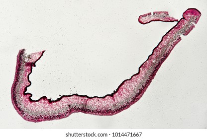 Fragment Moss Under Microscope Microscopic Preparation Stock Photo ...