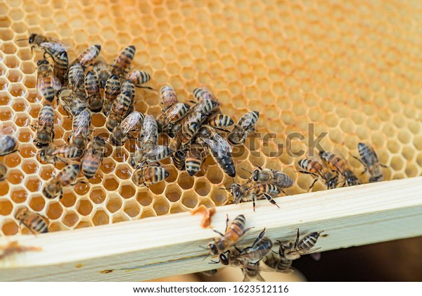 Frames Beehive Bees Eat Nectar Wax Stock Photo 1623512116 | Shutterstock