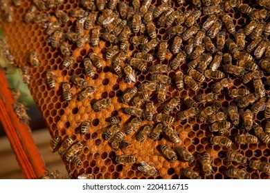 862 Bees Beehive Inside Working Images, Stock Photos & Vectors ...