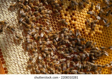 862 Bees Beehive Inside Working Images, Stock Photos & Vectors ...