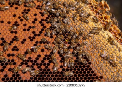 862 Bees Beehive Inside Working Images, Stock Photos & Vectors ...