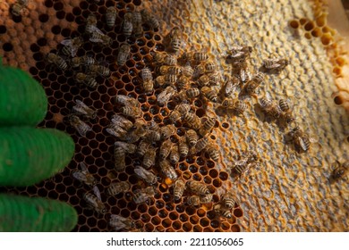 862 Bees Beehive Inside Working Images, Stock Photos & Vectors ...