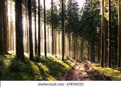 66,476 French Forest Images, Stock Photos & Vectors | Shutterstock