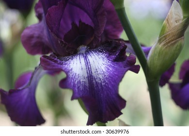 French Iris Closeup Stock Photo 30639976 | Shutterstock
